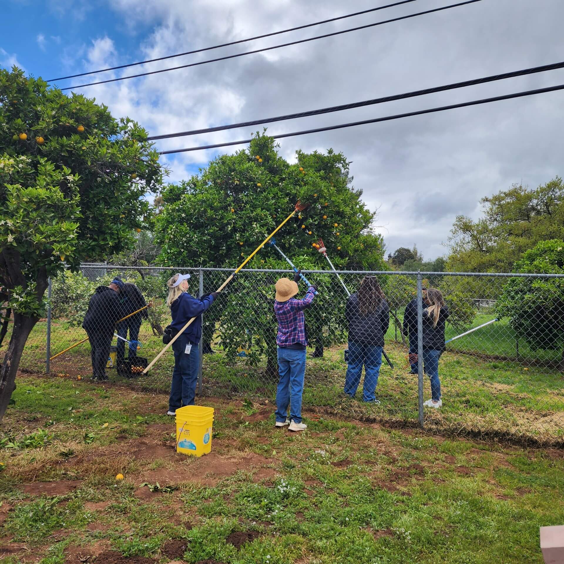 Pick for a Purpose – Senior Gleaners of San Diego County